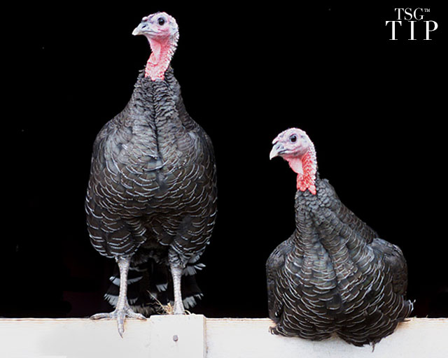 Talk Turkey: Pick The Perfect Bird for Thanksgiving - TSG Tip - The ...