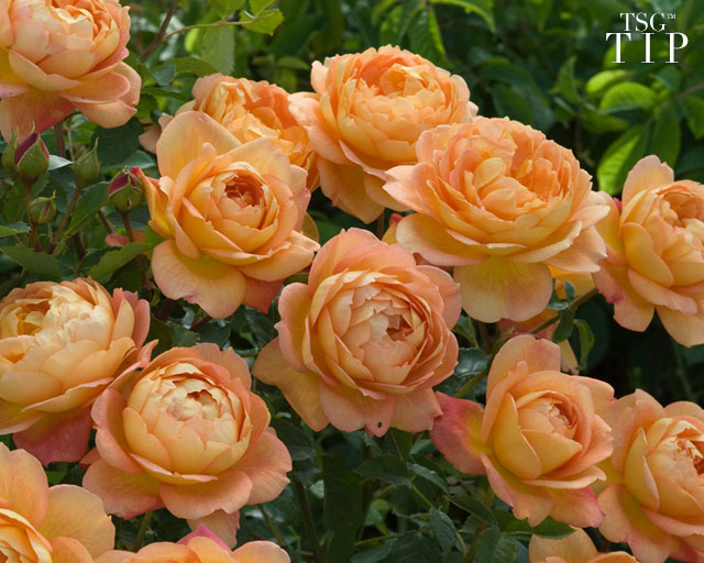 Fill Your Home with Freshly Cut Roses - TSG Tip - The Scout Guide